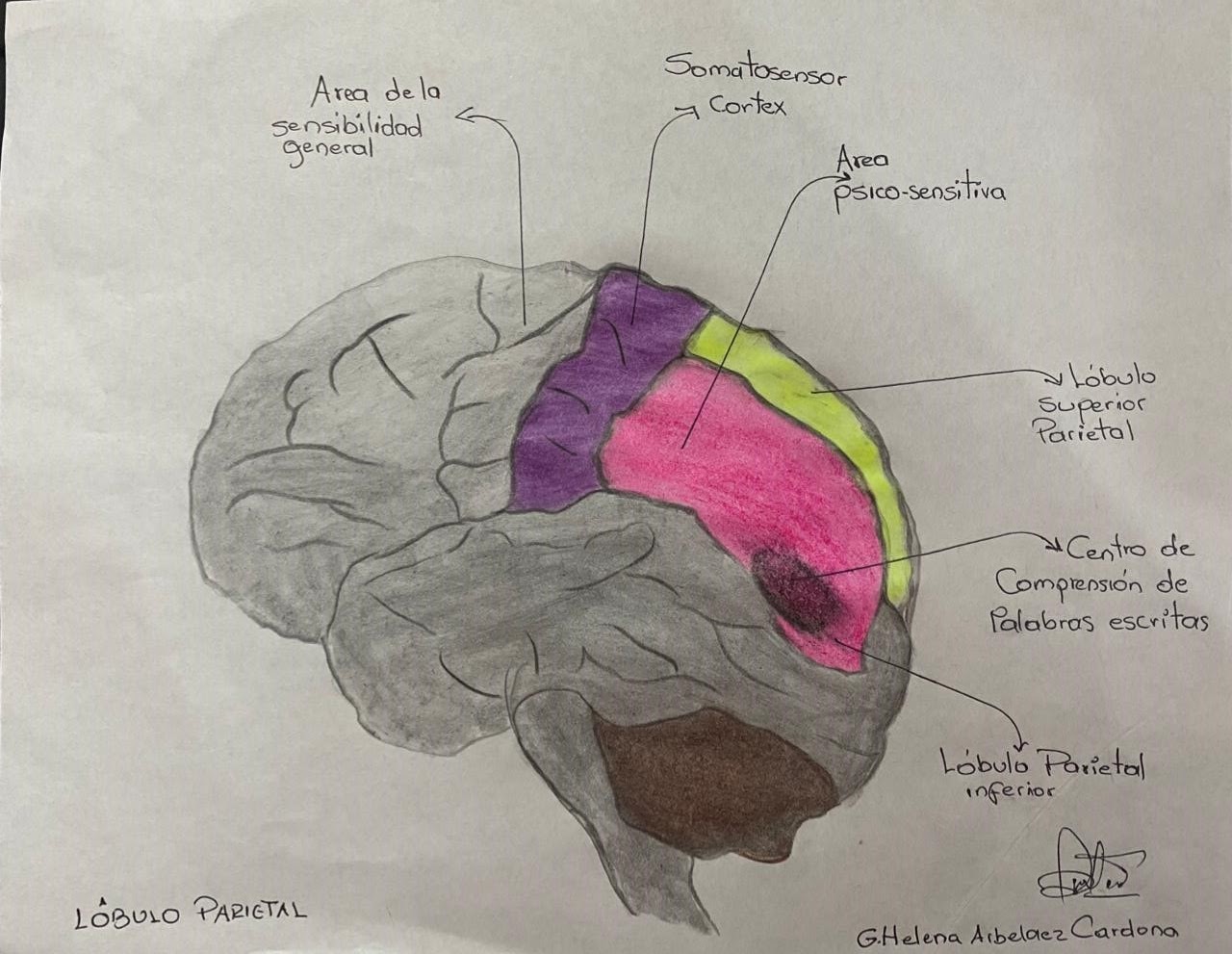 TEMA 1. Lóbulos cerebrales parietal, frontal, occipital, temporal con ...
