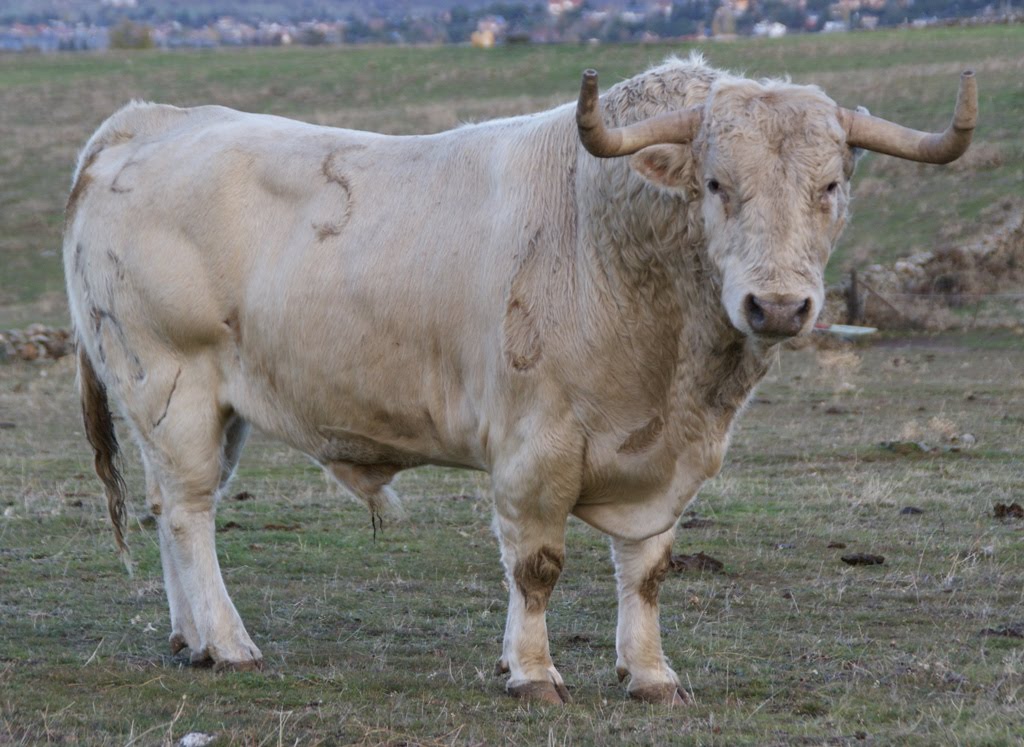 PELAJES DEL TORO DE LIDIA: PINTAS PAJIZAS O JABONERAS