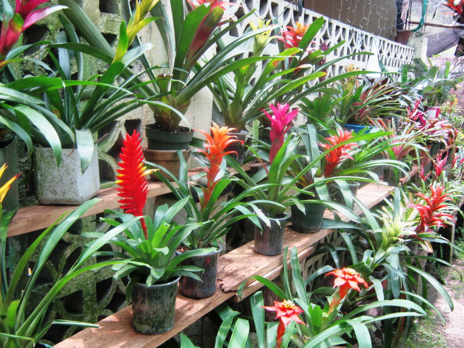 APUNTES - REVISTA DIGITAL DE ARQUITECTURA: Flores y plantas de la Selva ...