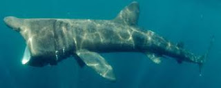 'ZIEN EN WETEN': HAAI. HOE EN WAT?