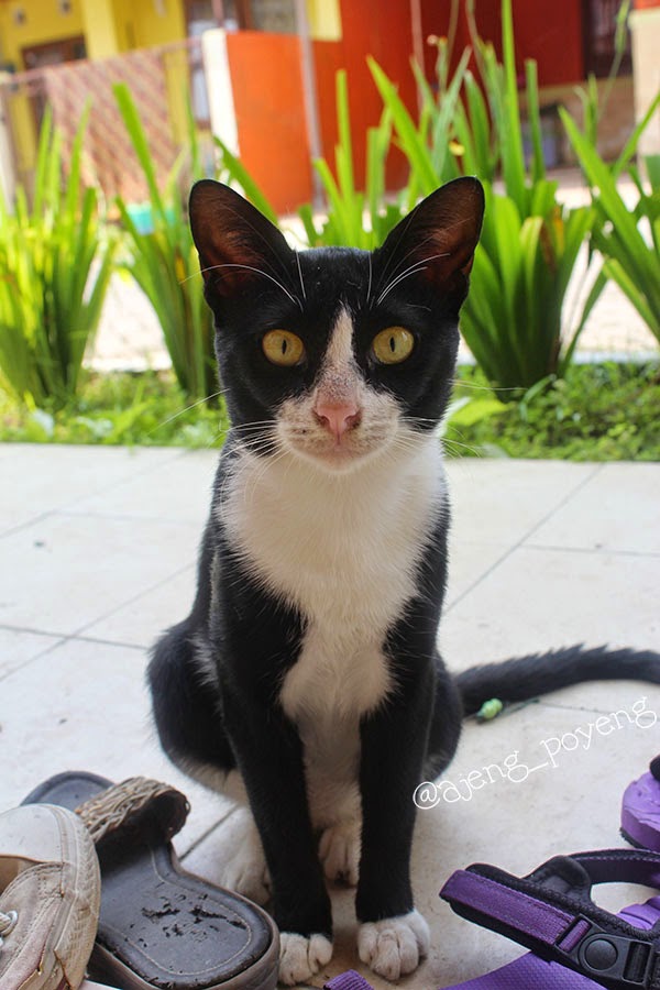 Ajeng Blogging: Pets : Cerita tentang si Batman, kucing liar di depan ...