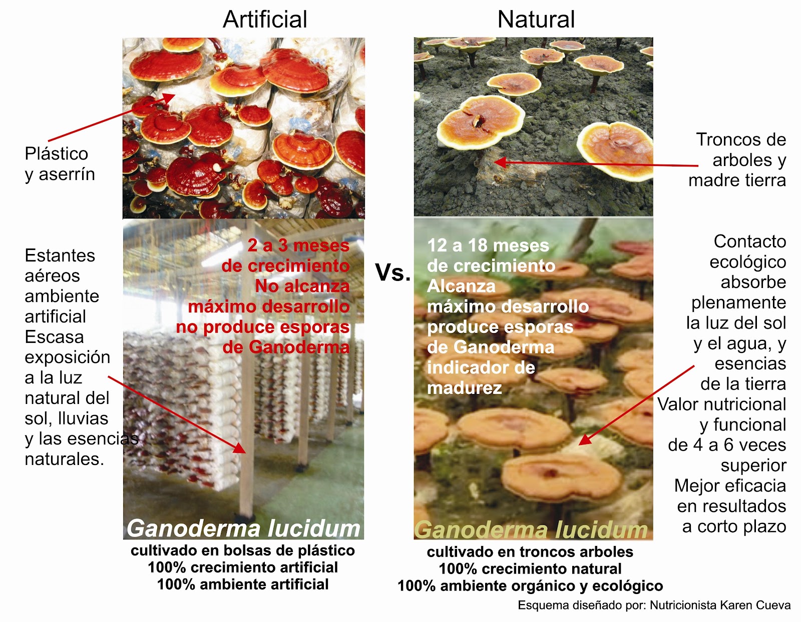 Equipo Ganoderma Salud: Conoce el Ganoderma 100% Orgánico: NATURAL
