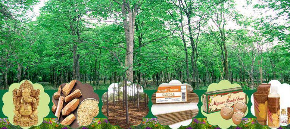 Srigandham Plantation Plots: Sri Gandham Plantation Plots near Ramoji ...