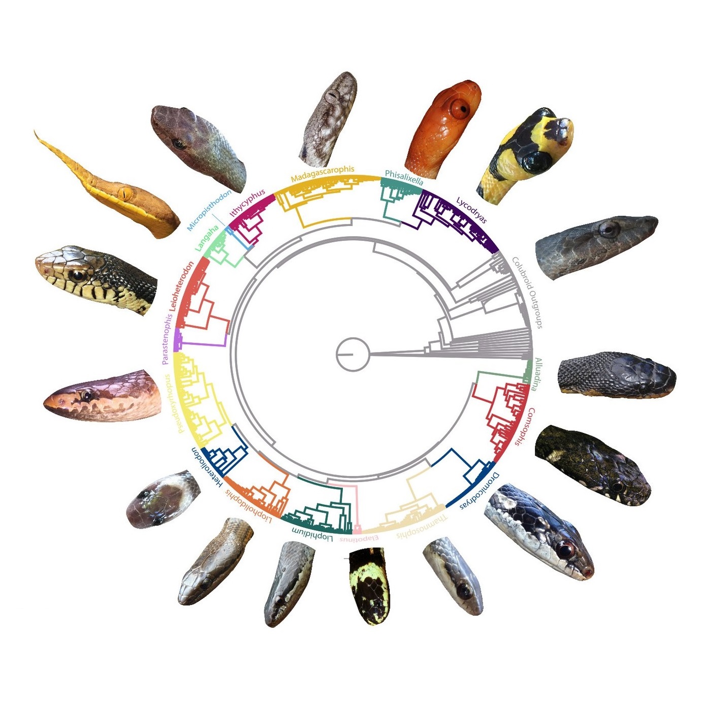 Species New to Science: [Herpetology • 2019] The Origins and ...