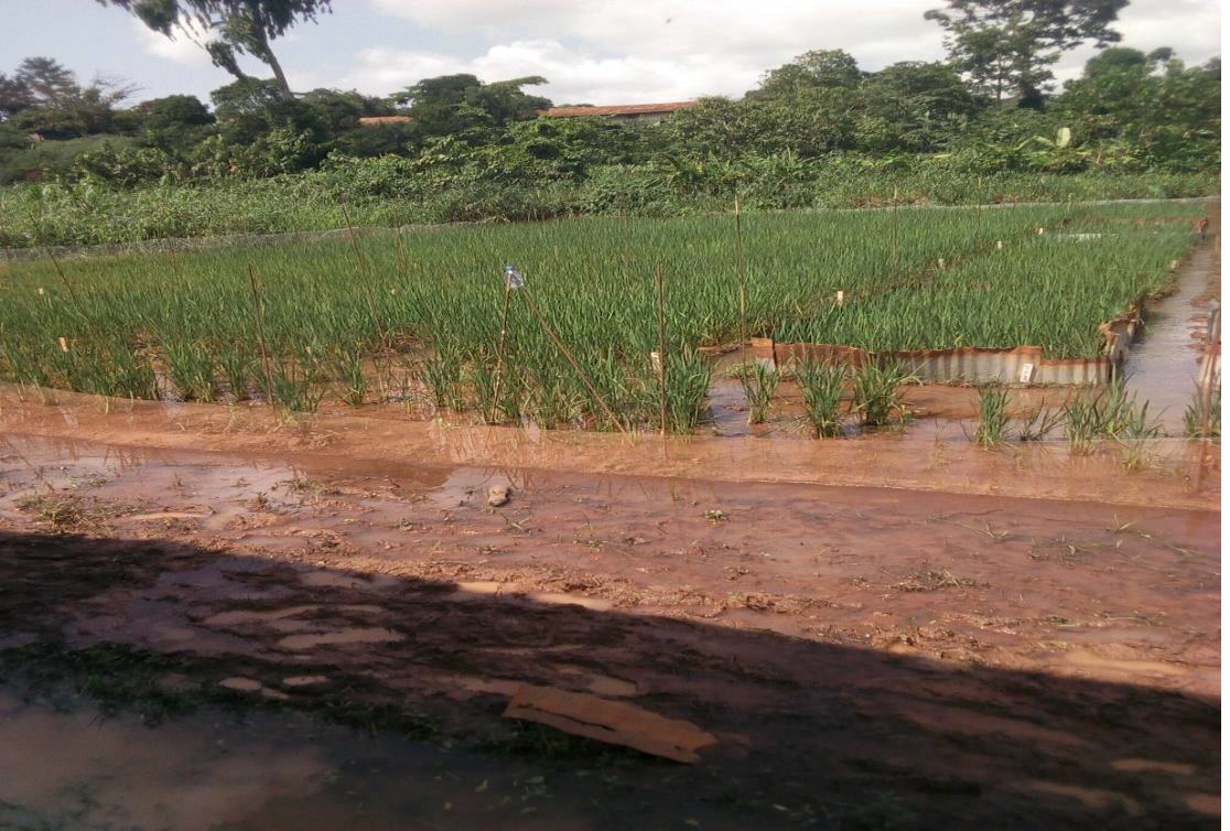situation of rice production in Cameroon (Ernest)