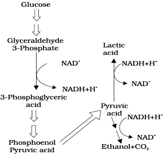 Respiration in Plants - Notes | Class 11 | Part 3: Fermentation ...