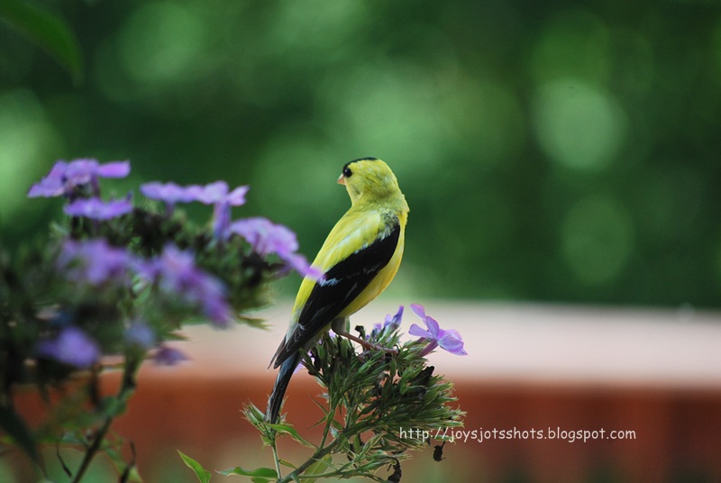 Joy's Jots, Shots & Whatnots: Bumble Bee Bird?