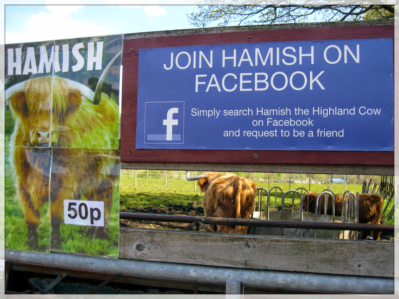 vacation on a budget: Hamish the Hairy Coo (Highland Cattle)