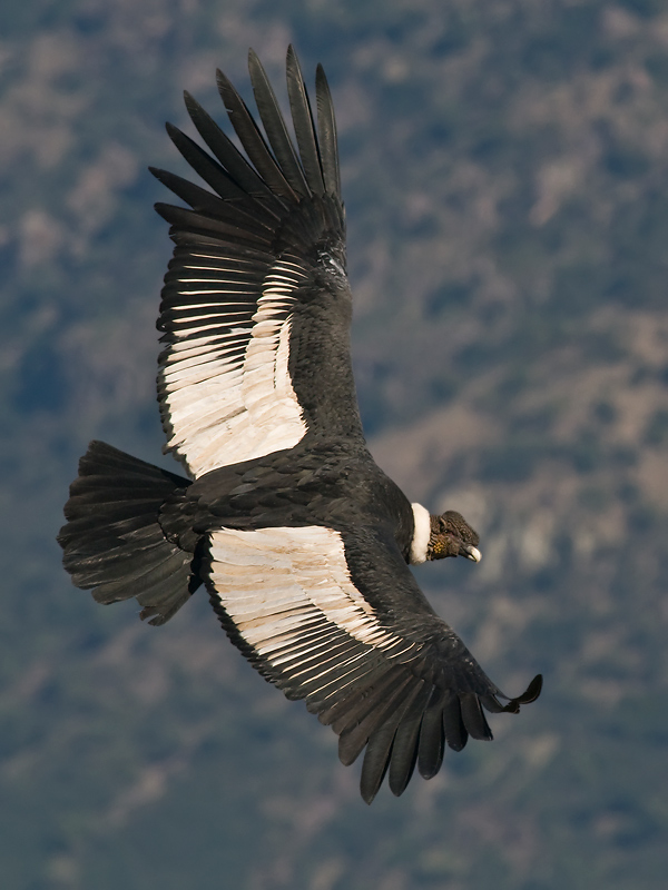 BLOG DE MARISSA: NACIMIENTO DE UN CONDOR EN LA NATURALEZA