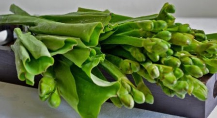 8 Manfaat Sayur Genjer Untuk Kesehatan Tubuh | Serba Serbi komplit