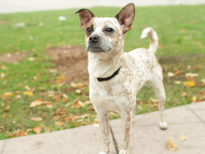 Pacey - Australian Cattle Dog mix