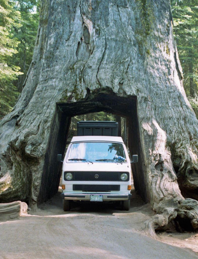 세쿼이아(Sequoia) - 나무 지름 11m : 네이버 블로그