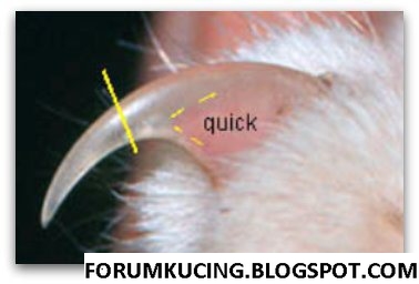Cara Mengenal Bentuk dan Fungsi Cakar Kucing - KUCING INDO