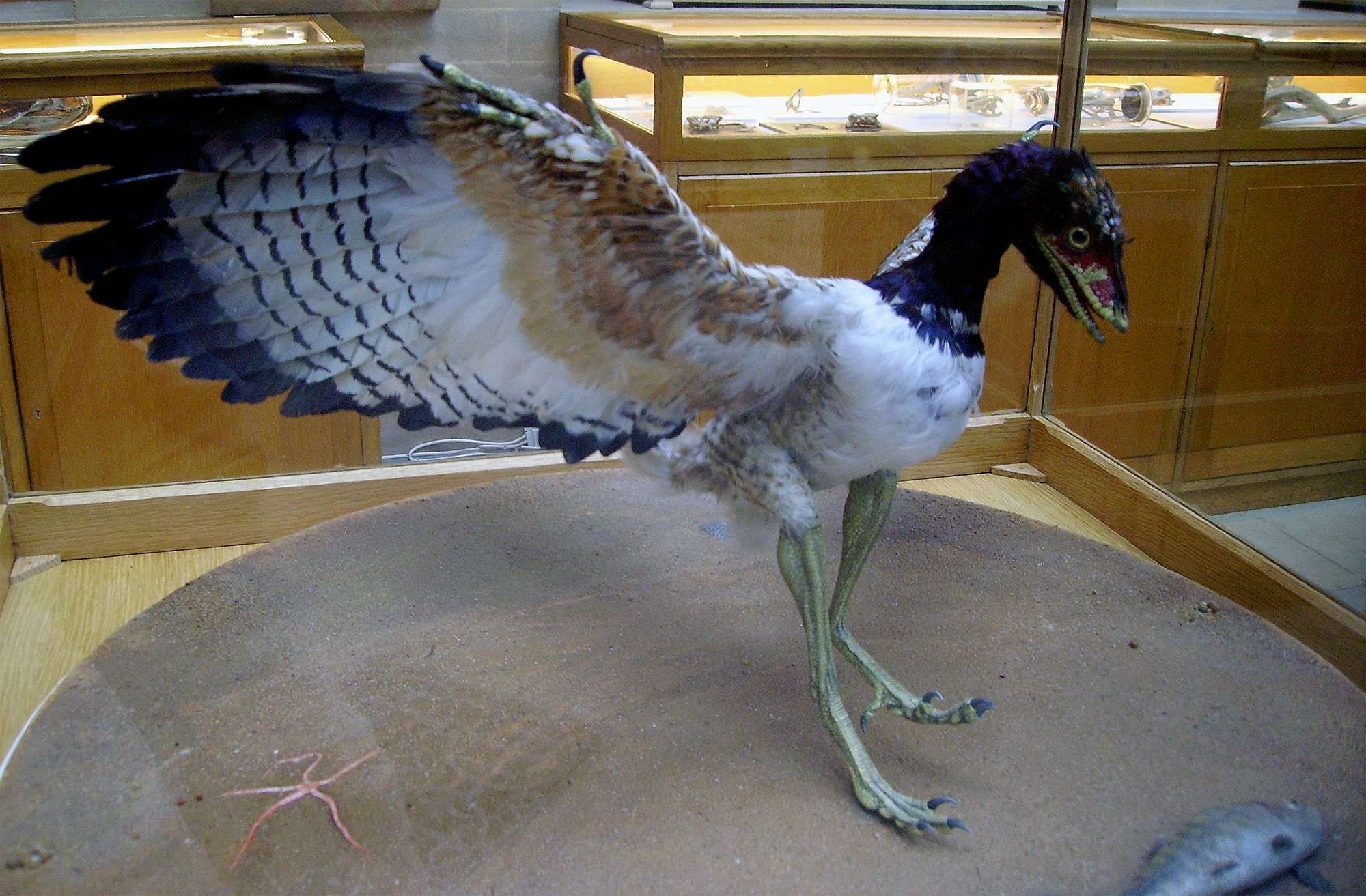 Ornithology Chapter :1 AVIAN EVOLUTION AND DIVERSITY | Gish Blog