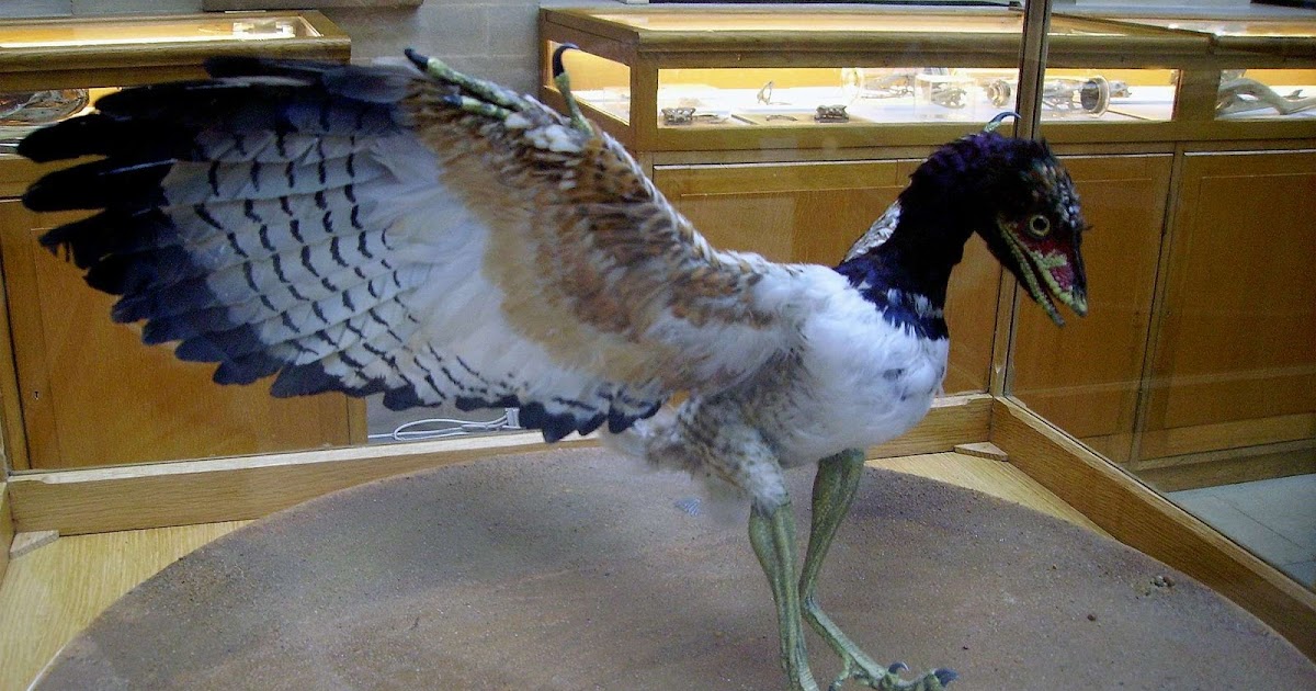 Ornithology Chapter :1 AVIAN EVOLUTION AND DIVERSITY | Gish Blog