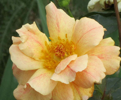 Roses and Other Gardening Joys: The Big Bloom