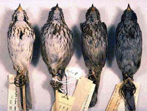 'Rules' in Ecology- Allen’s rule, Bergman’s rule, Gause's Hypothesis ...