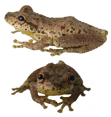 Species New to Science: [Herpetology • 2018] Scinax caprarius • A New ...