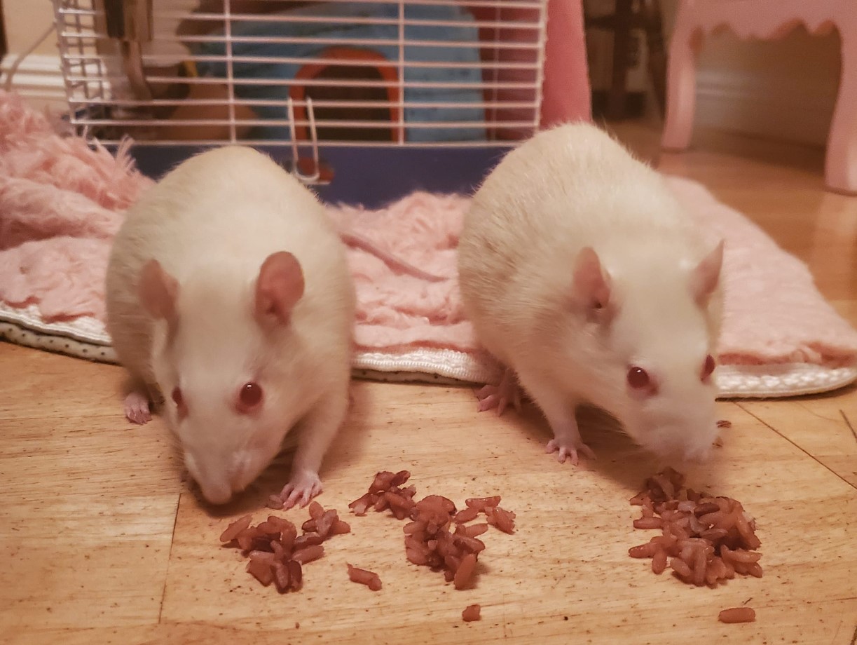 Rattie Ratz Rescue Sisters: a Phyllis and a Rhoda