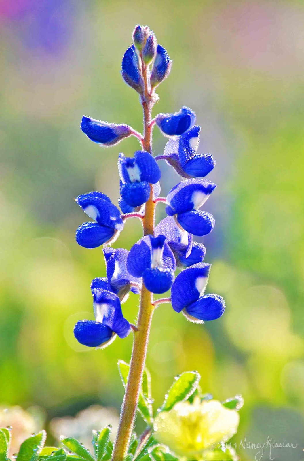 Wild About Texas: Bluebonnet Bouquet of Photos