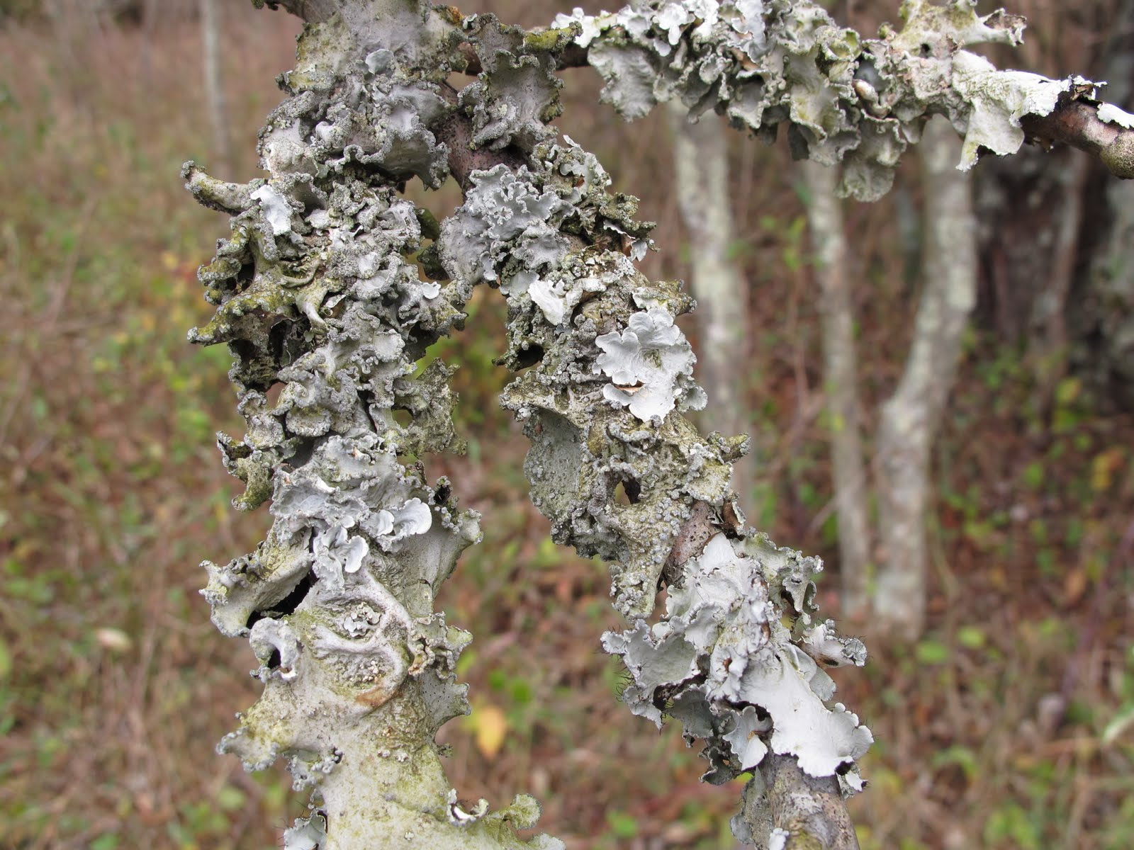 Blue Jay Barrens: Dwarf Hackberry