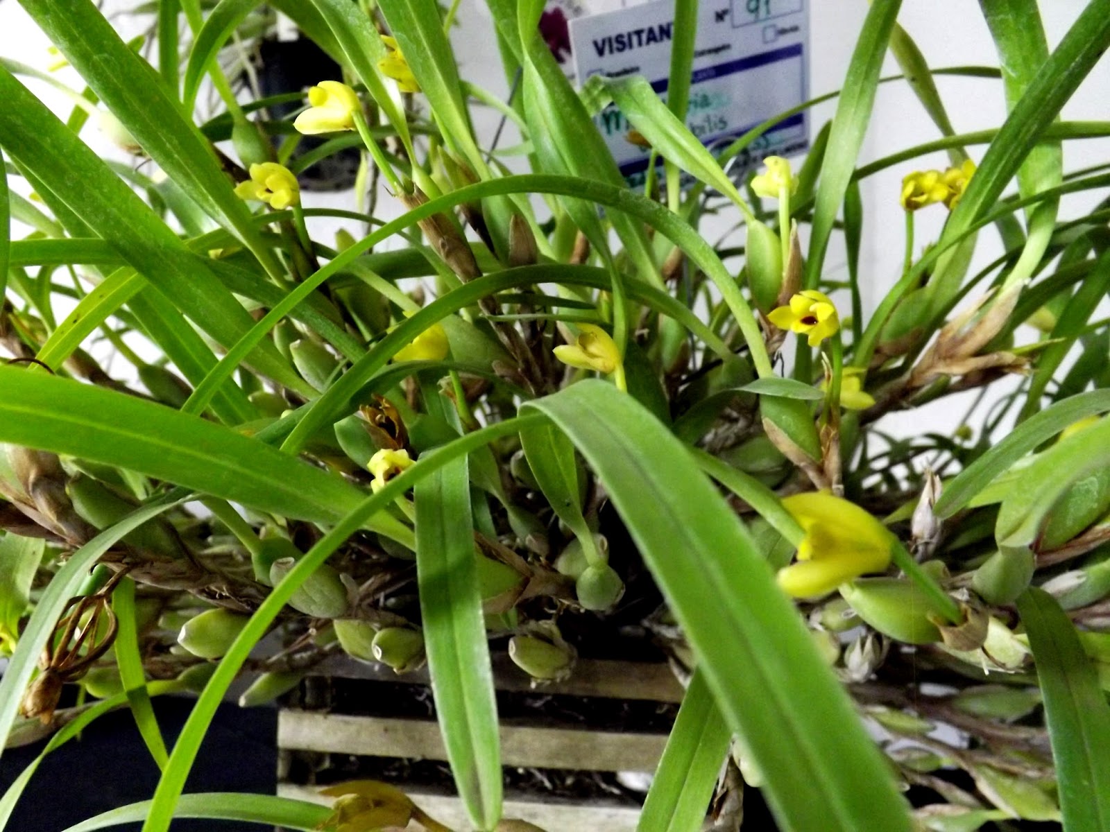 orquideas do mundo: Maxillaria variabilis