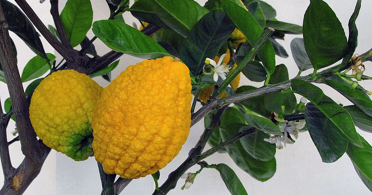 French Vocabulary Illustrated: cédrat