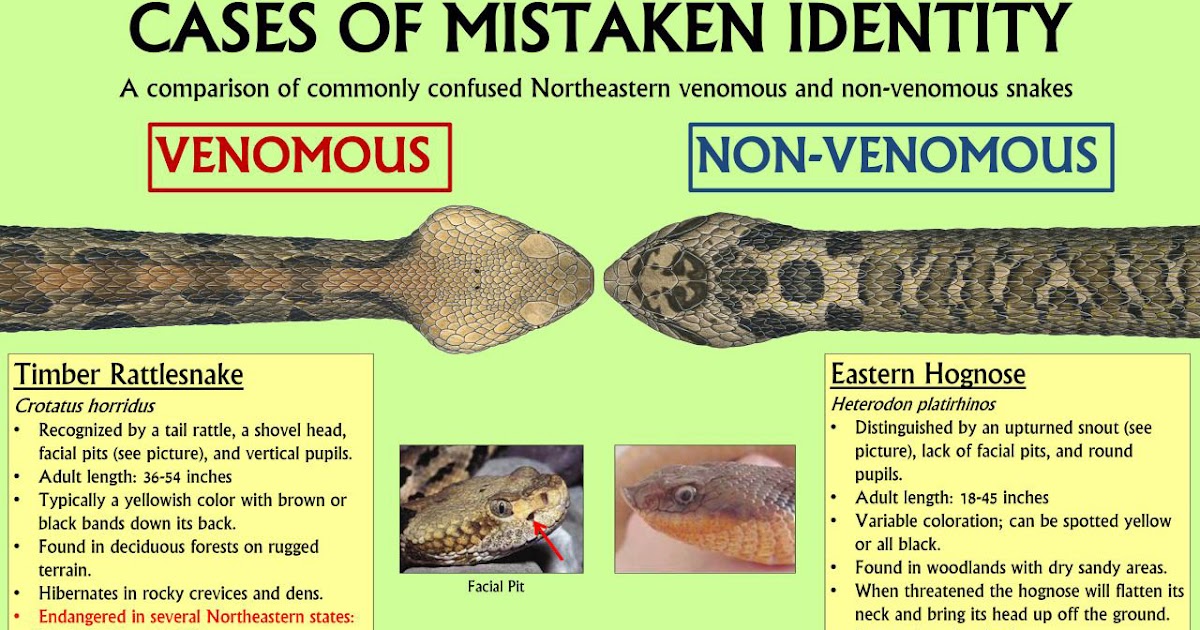 The Difference Between Venomous and Non-Venomous & How to Spot the ...