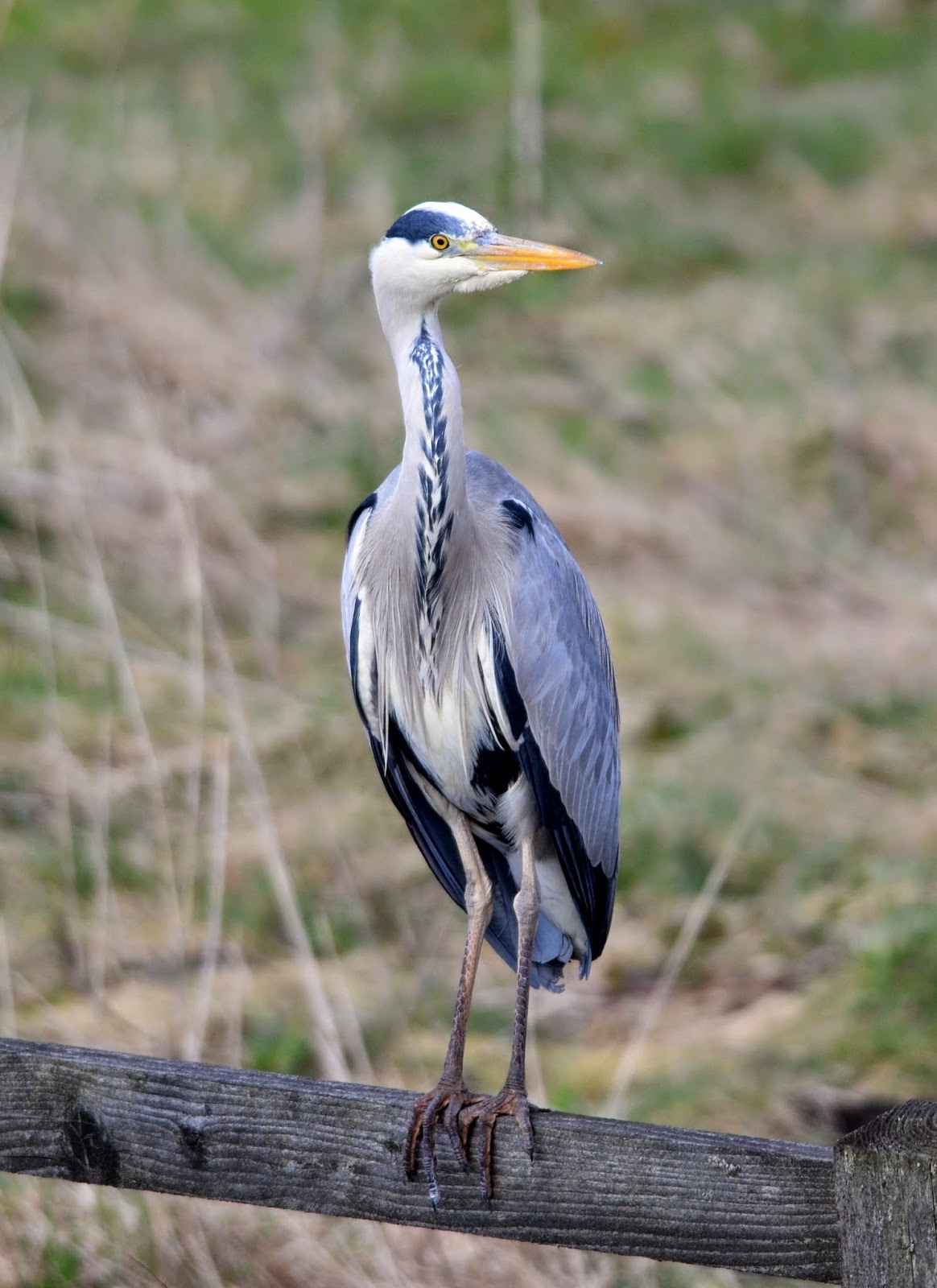 The Early Birder: Grey Heron