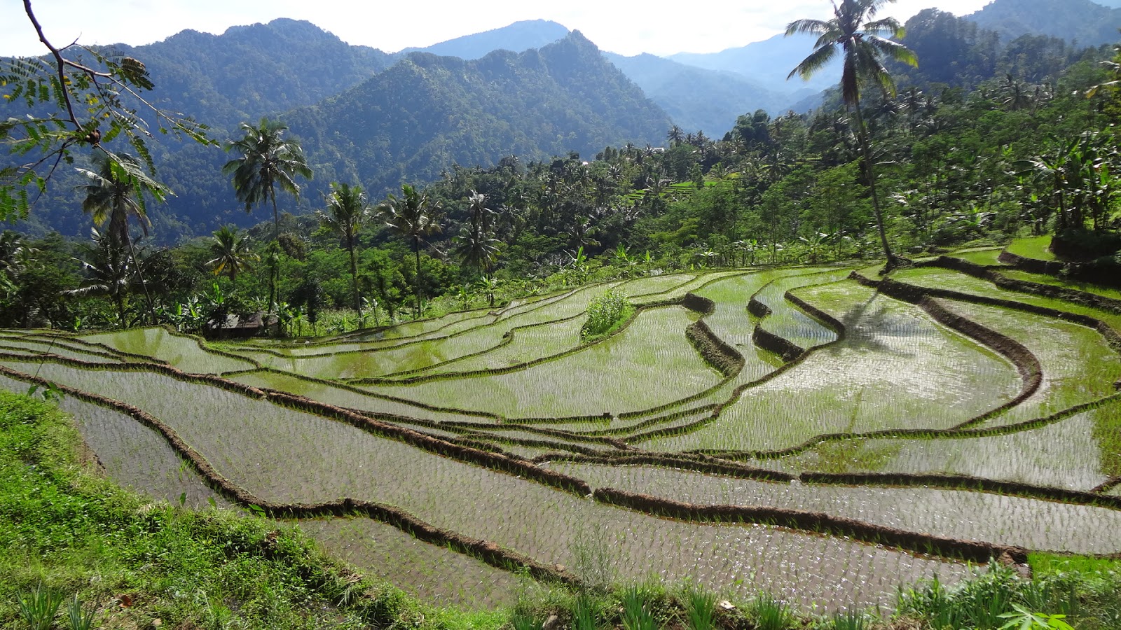 gendu gendu rasa: Sawah Indah, Terasering