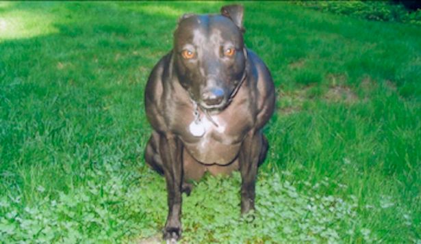 Vida y Consciencia Animal: noviembre 2015