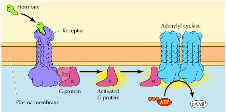 Senior Biology: Hormonal Communication
