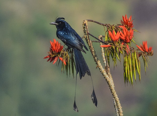 Greater Racket Tailed Drongo - ARUNACHALA BIRDS