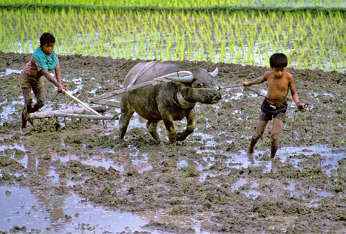 Fascinating Humanity: Indonesia: Harrowing Rice Field