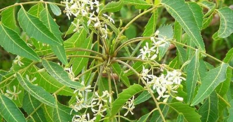 Khasiat Dan Manfaat Pokok Semambu (Neem) - Media Kabar Malay