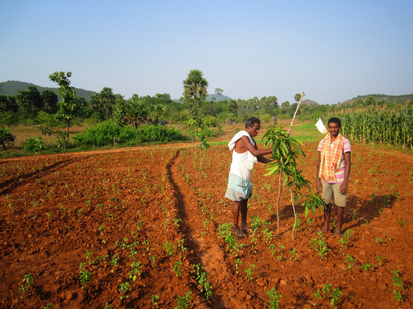 MGNREGS-AP GARIVIDI CLUSTER