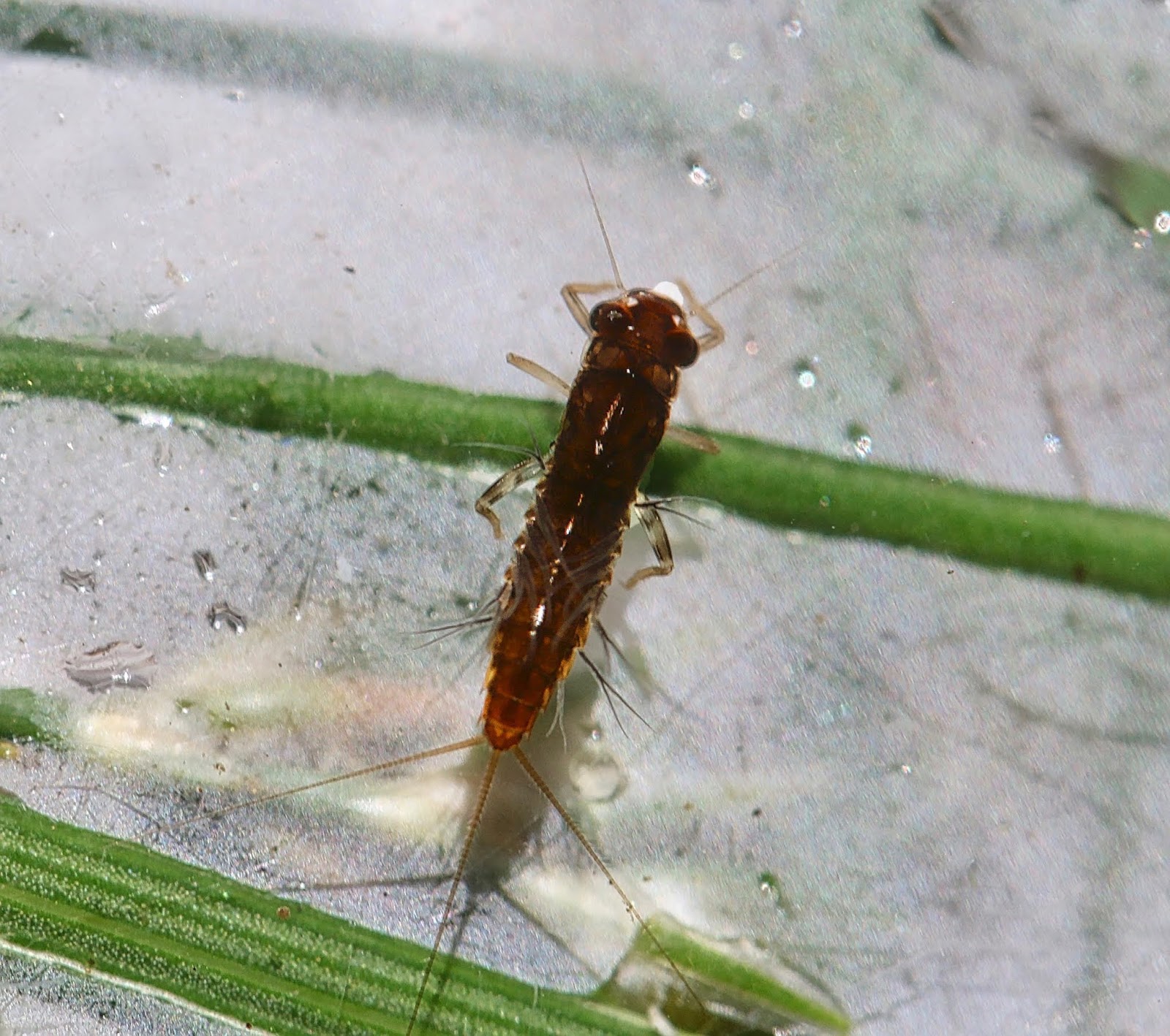 Aquatic Insects of Central Virginia