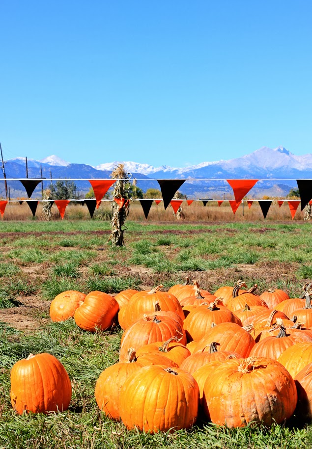 Rocky Mountain Pumpkin Ranch | Longmont 100: Things to do in Longmont ...