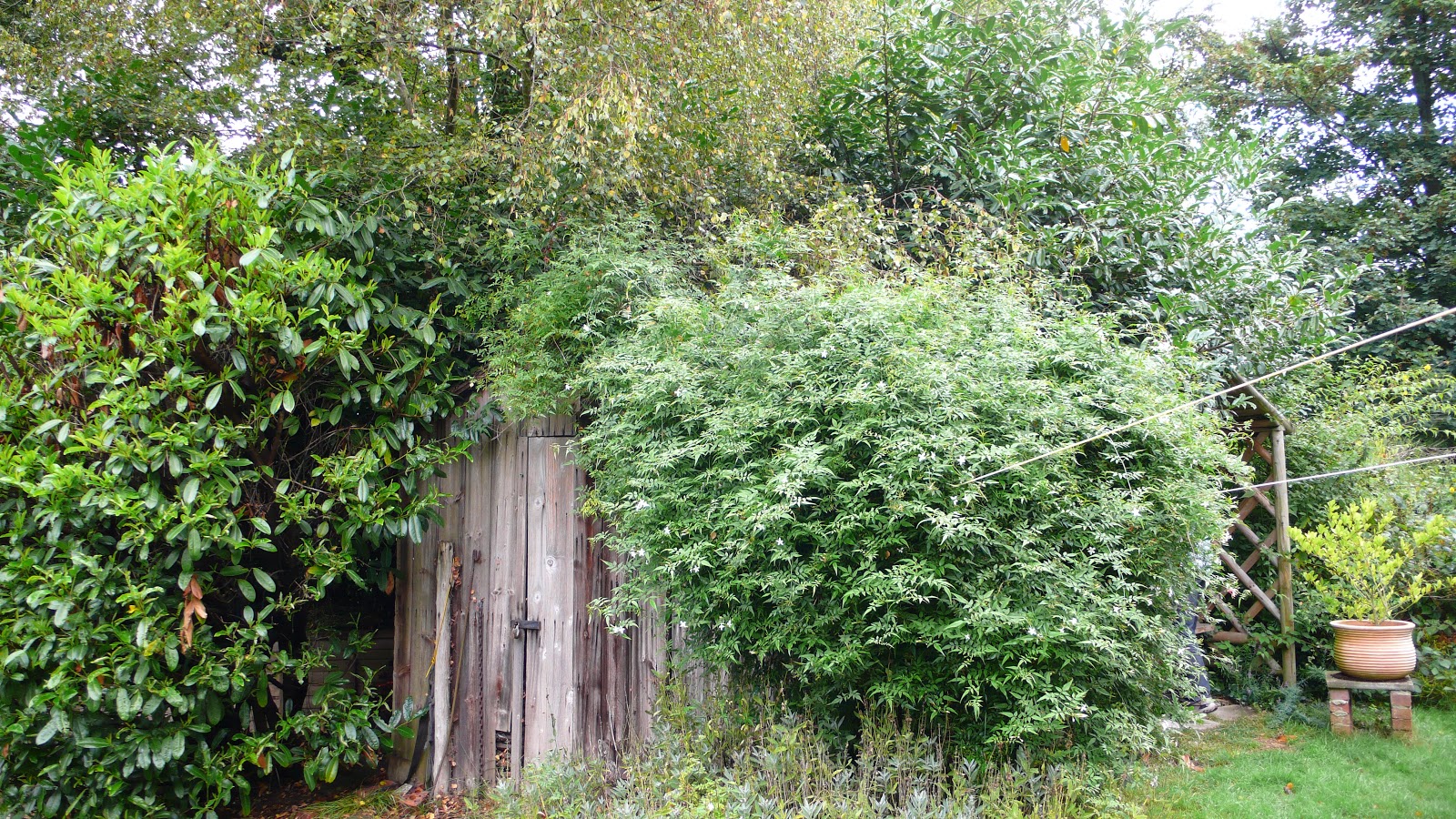 Super Speedy Gardening: The overgrown garden, before and after