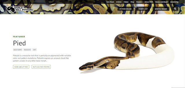 World of Ball Pythons