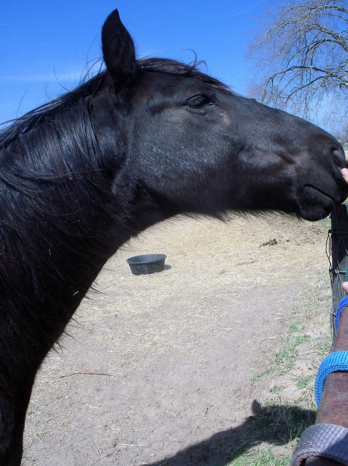 Shadow Ranch Therapeutic Riding Center: Equine Staff