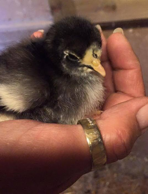 Halager: Vores små kyllinger