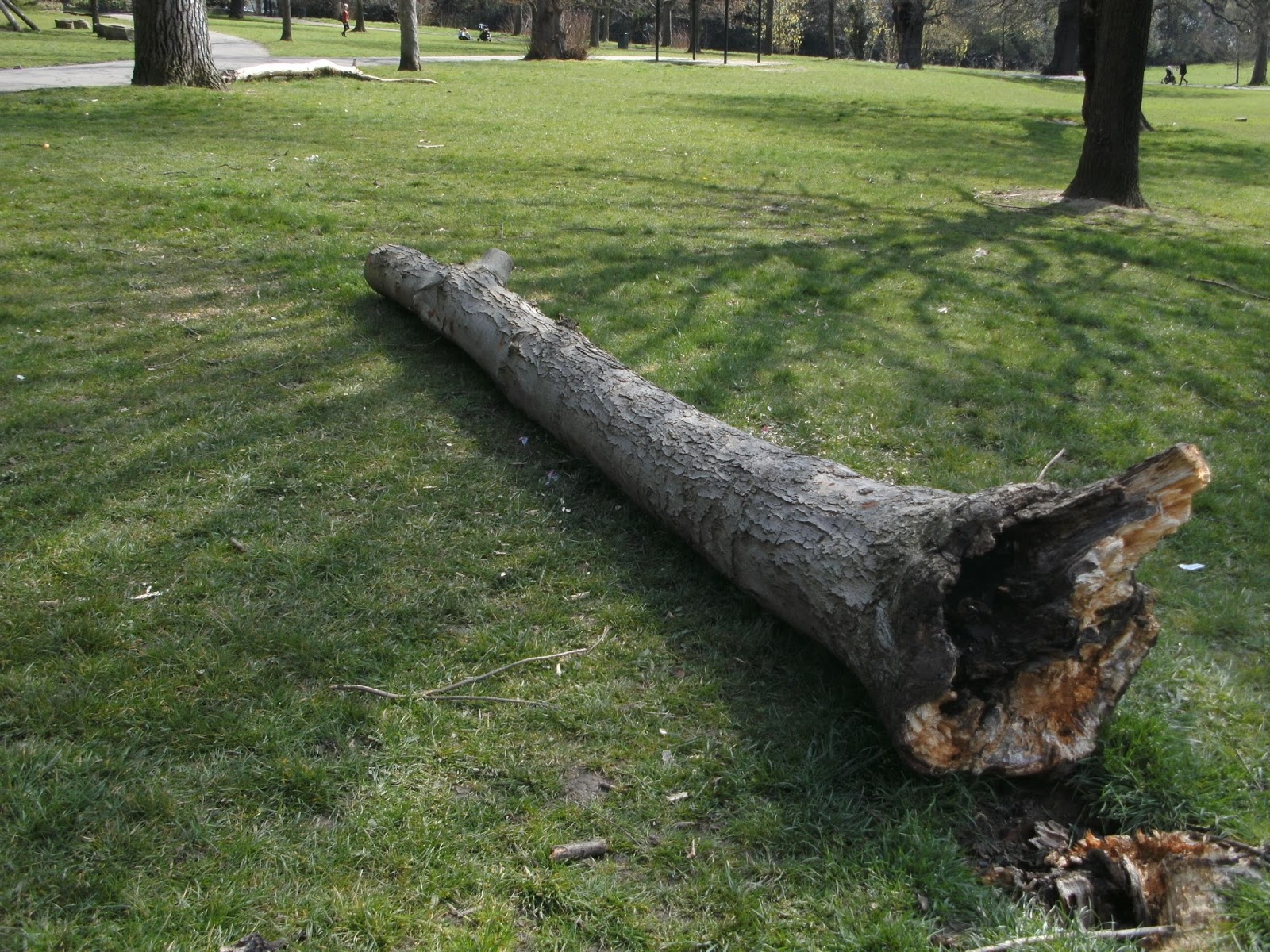 Friends of Mayow Park: Turning a fallen tree into seating
