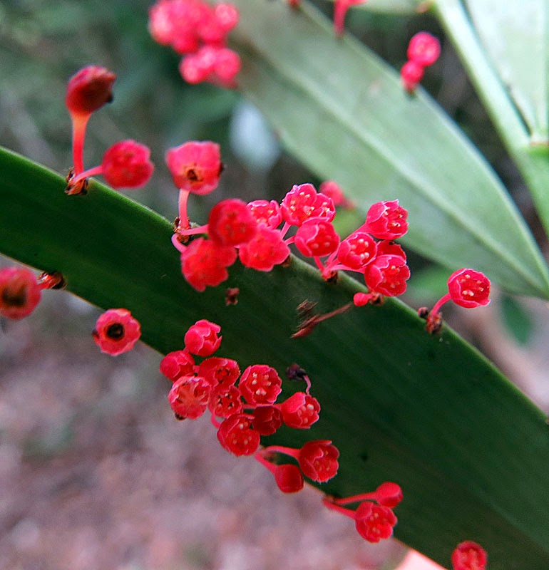 Birdernaturalist: Plants of Jamaica