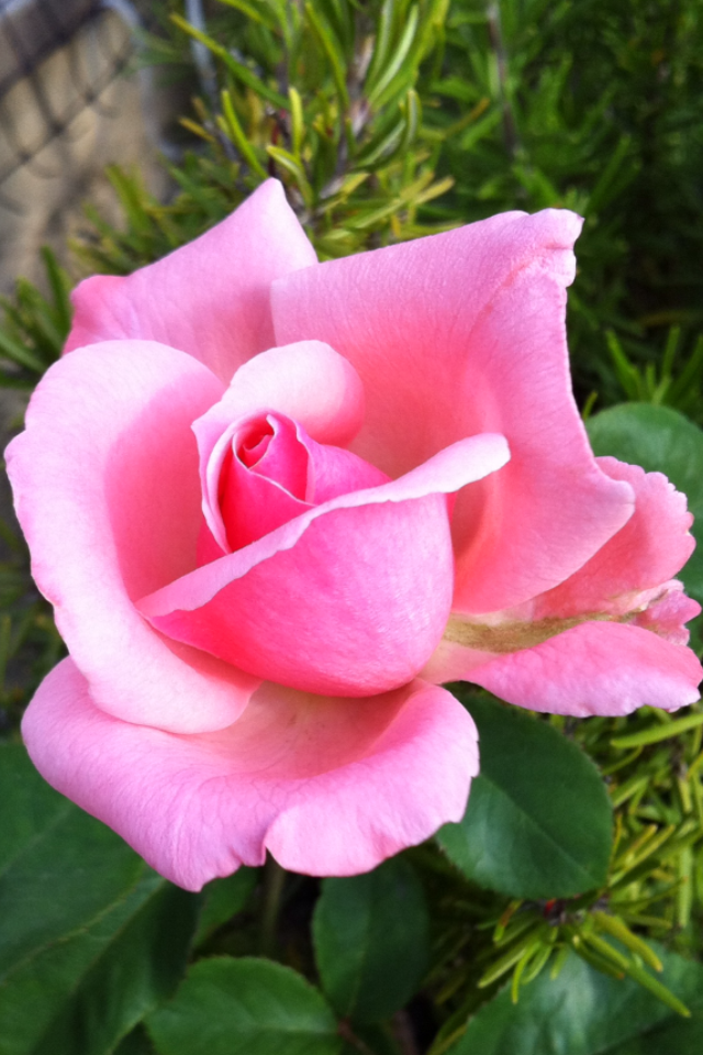 i Colori del Cuore: significato del colore ROSA