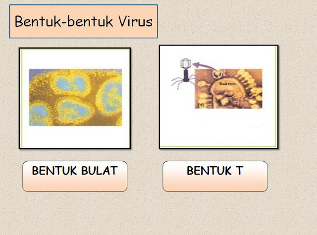 Bentuk-bentuk Virus