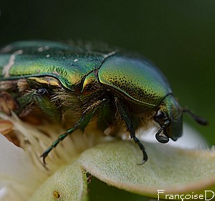 Natur' L: Admiration du merveilleux Scarabée vert métallique...