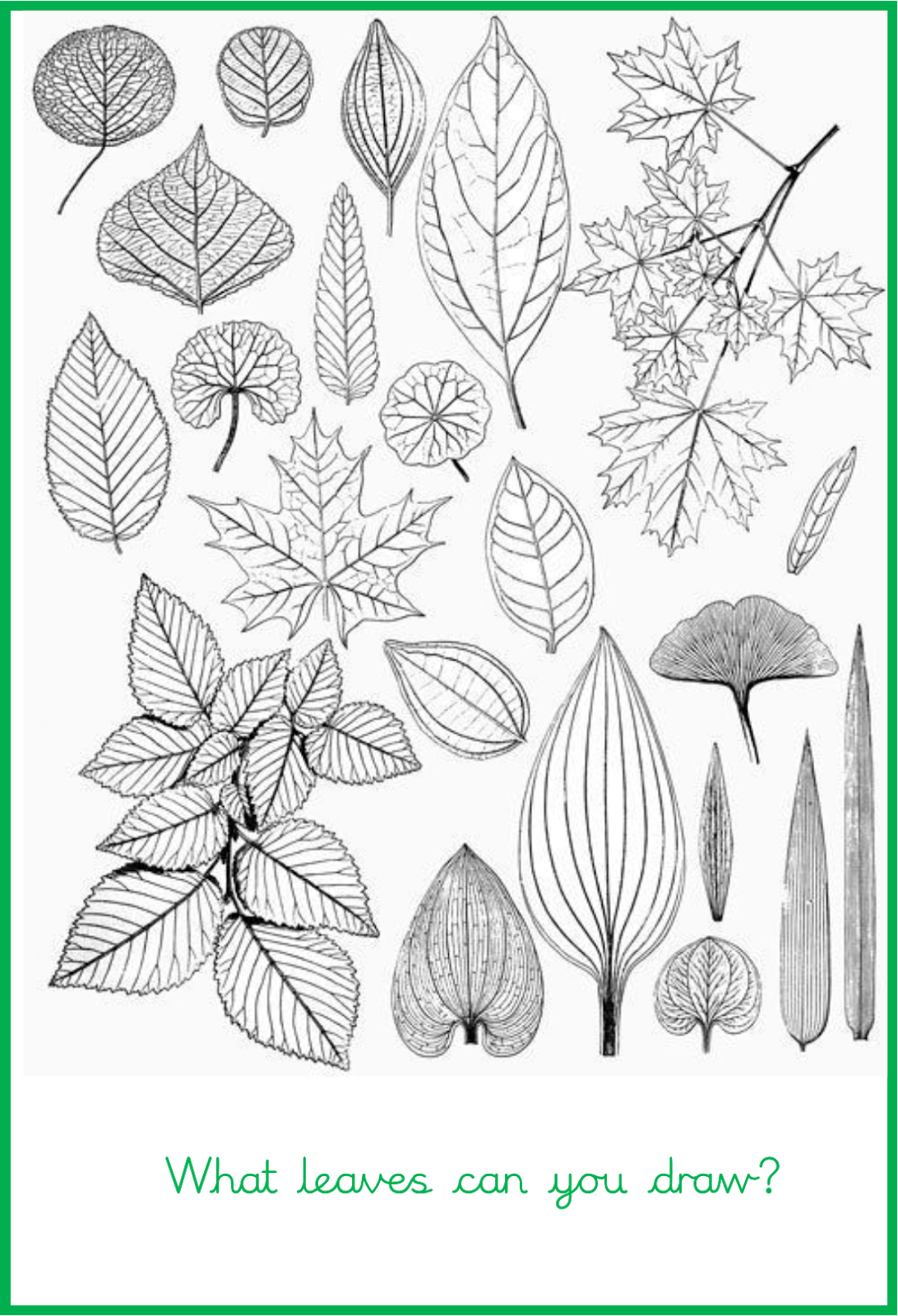 Year 2: Art - Drawing Leaves