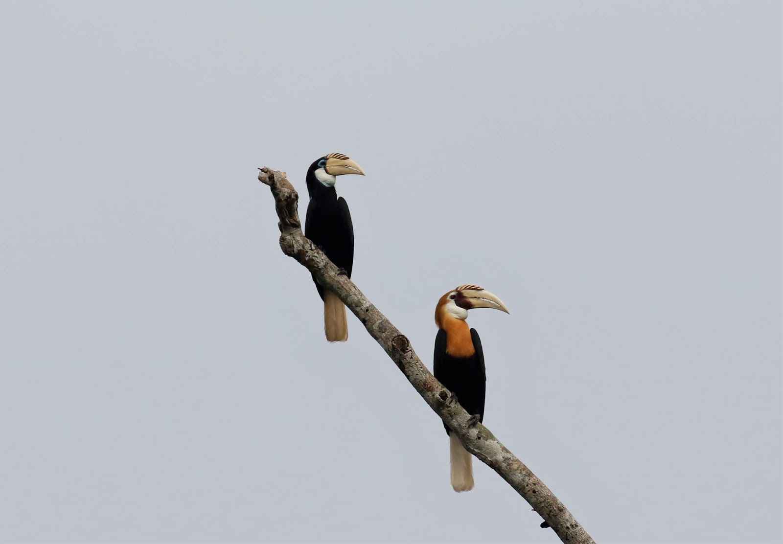 Matt Eade's Blog: Papua New Guinea - Kiunga & Kwatu June 2019 (Part 3)