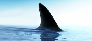 All About Phobias: Galeophobia. Fear of Sharks. Facts, Causes, Symptoms ...